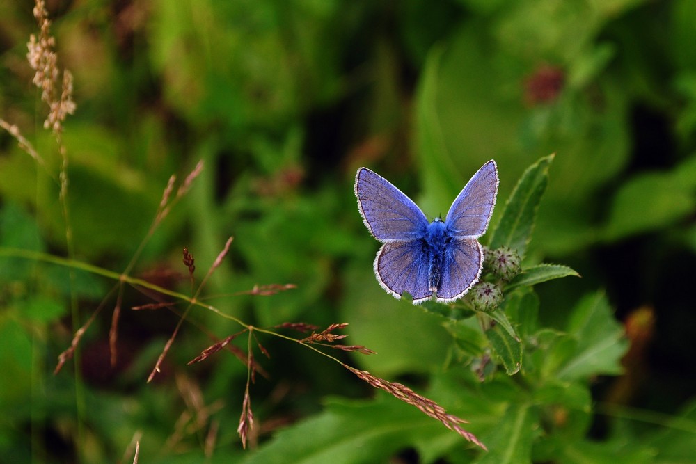 Голубая бабочка - фото автора GT на сайте Сергиев.ru
